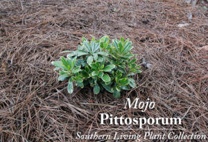 A fresh start for the front yard - Deeply Southern Home