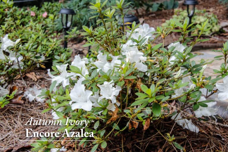 Create a Shade Garden Oasis in your Backyard - Deeply Southern Home