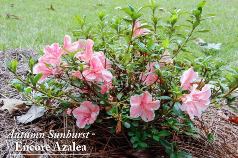 Create a Shade Garden Oasis in your Backyard - Deeply Southern Home