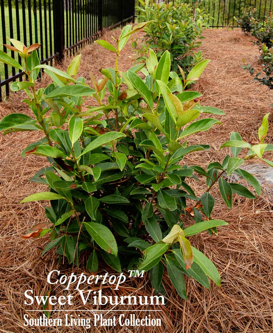 Sunny Privacy Garden with Southern Living Plants - Deeply Southern Home